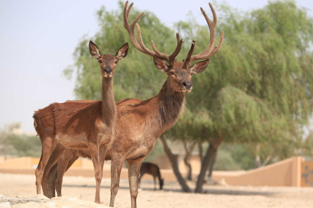 Best Time To Visit Bahrain: Seasons To Visit & Tips For Travelling