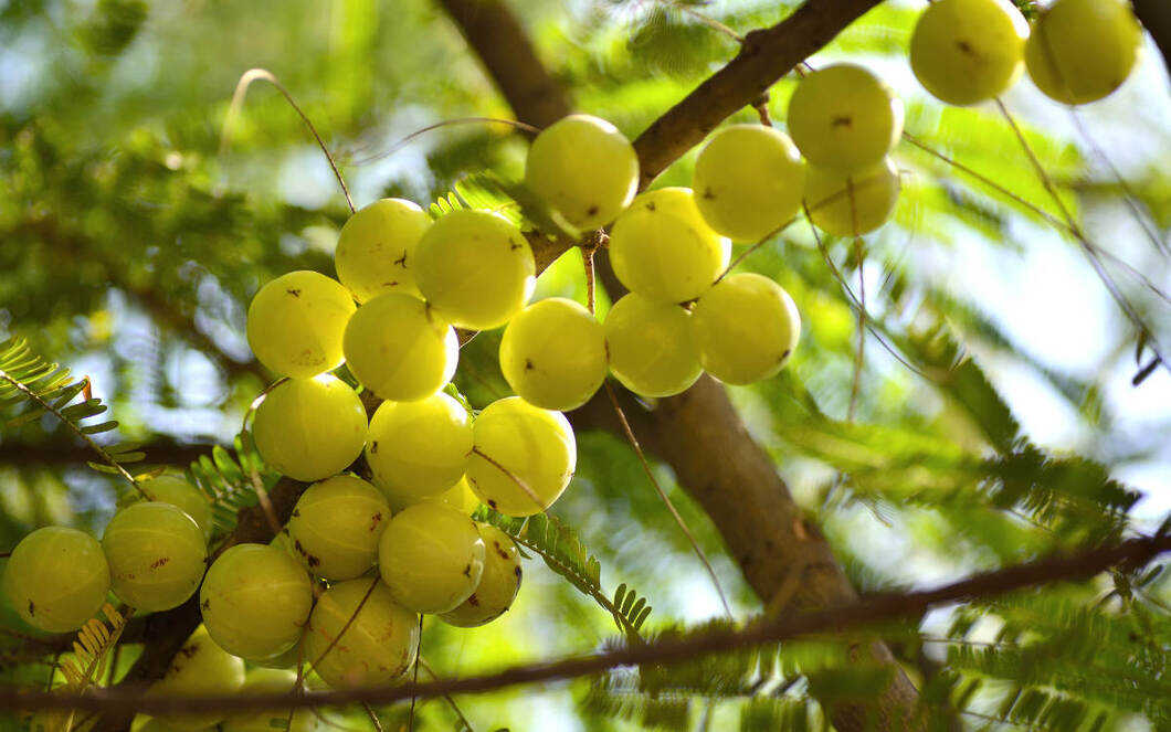 What are the Uses and Health Benefits Of Amla?