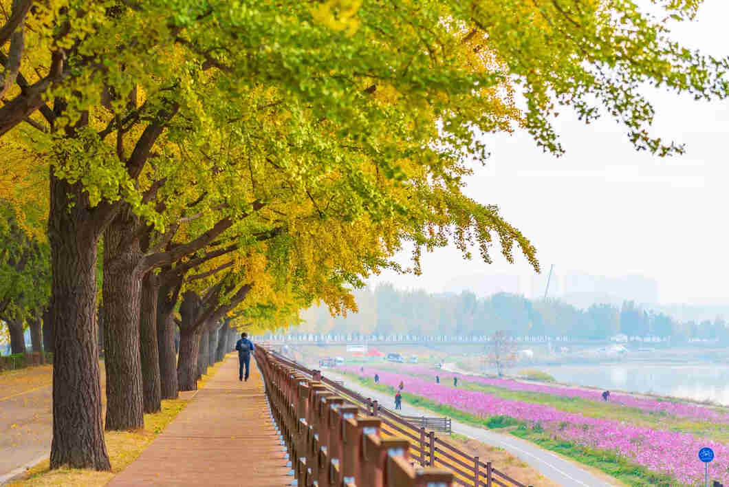 Best Time To Visit South Korea: Seasons To Visit & Tips For Travelling