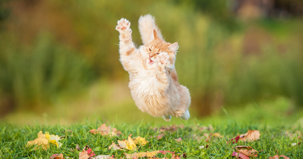 Top 9 Ways To Calm Down a Hyperactive Kitten