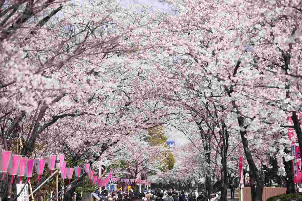 Best Time To Visit Japan: Seasons To Visit & Tips For Travelling
