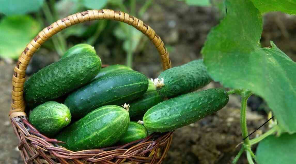 Health Benefits Of Cucumber Nutritional Value And Side Effects