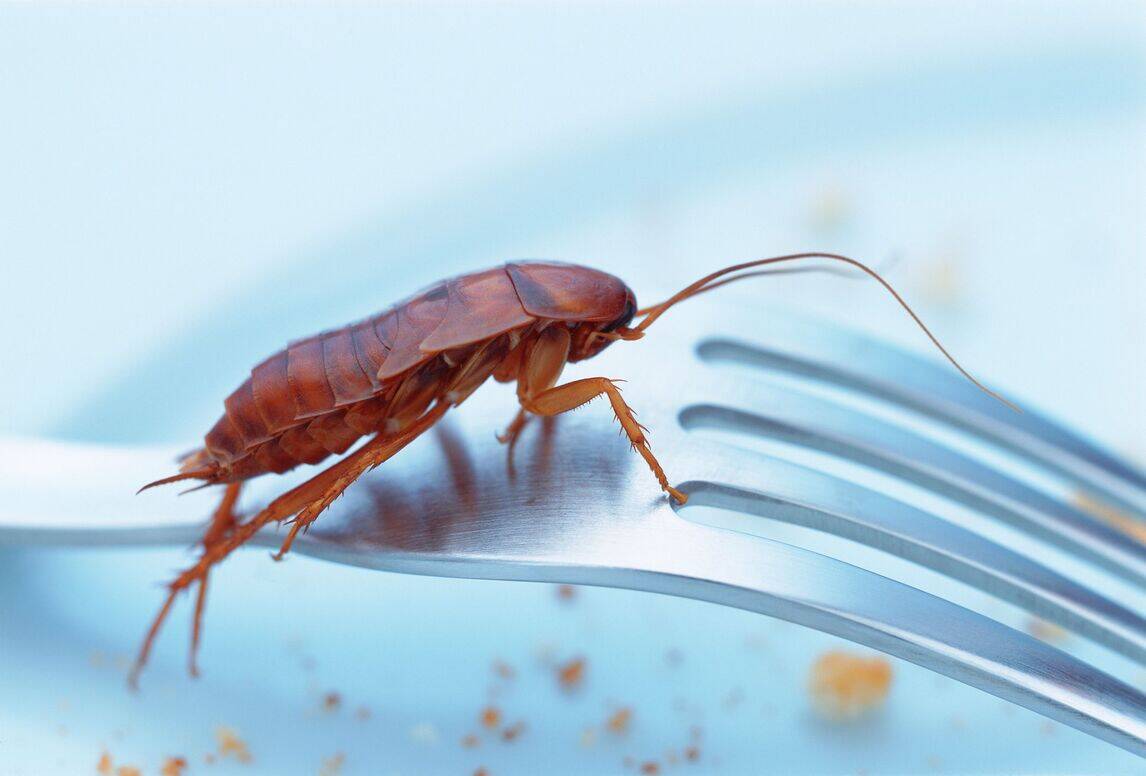 Diseases Caused by Cockroaches: Symptoms, Effects, Treatment & Prevention