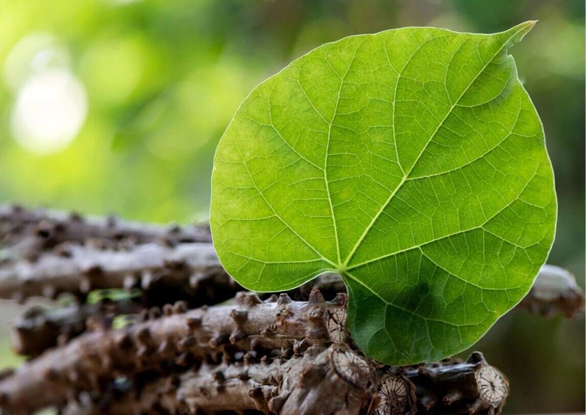 Benefits Of Guduchi: Uses, Precautions And Side Effects