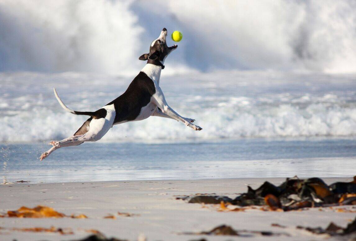 What Makes A Dog Hyperactive