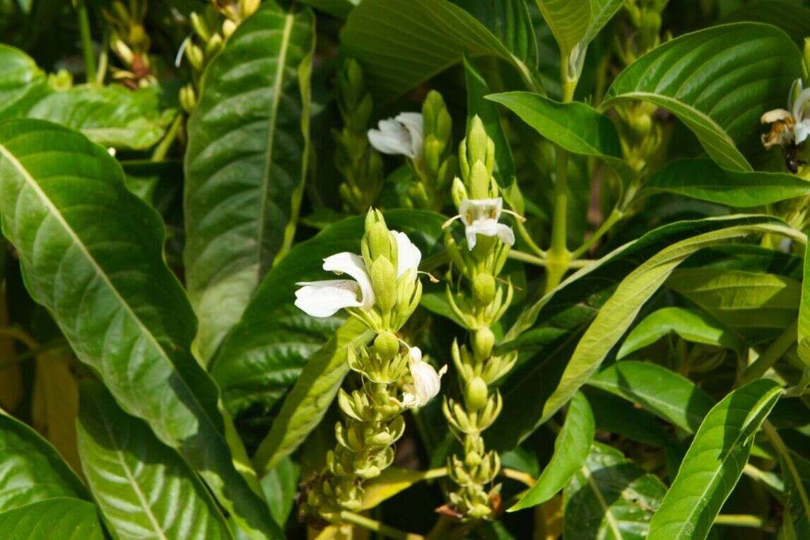 Adusa Plant Benefits: How To Use And Precautions