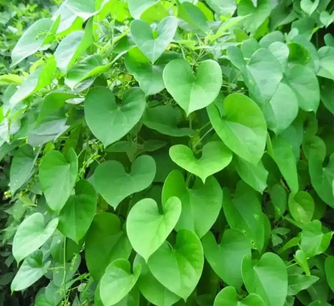 Benefits Of Guduchi: Uses, Precautions And Side Effects