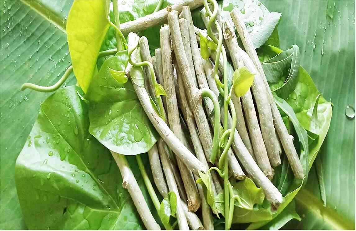 Benefits Of Guduchi: Uses, Precautions And Side Effects