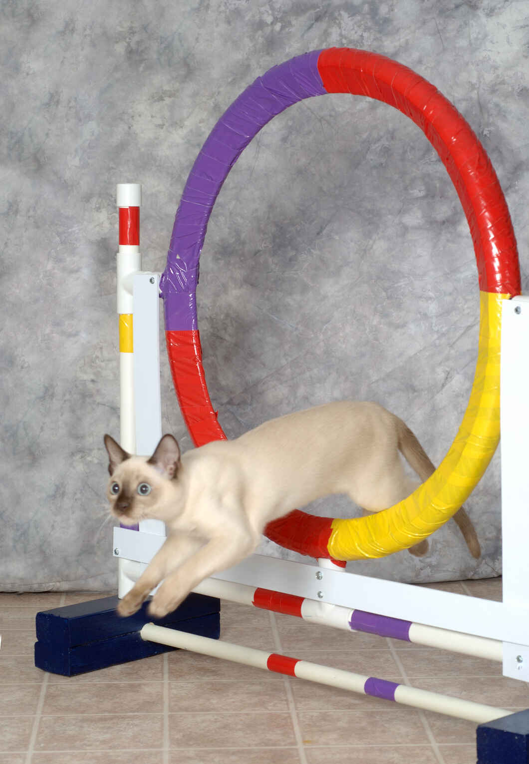 How Can You Train Your Cat: Methods and Precautions