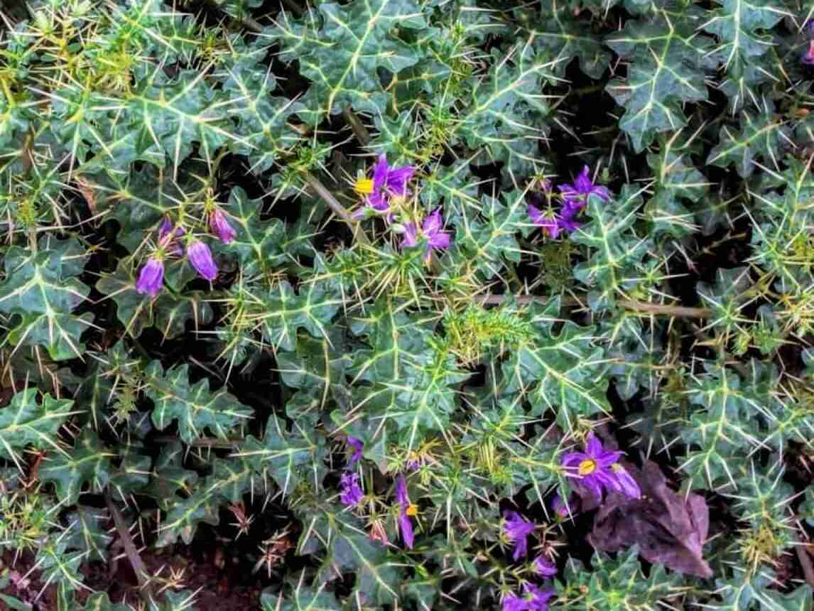 What are Kantakari Uses: Benefits, Precautions And Side Effects