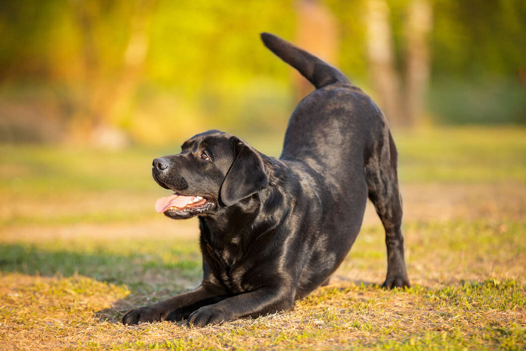 Understanding Dog Sign Language, Body Language & Behaviour: Explained
