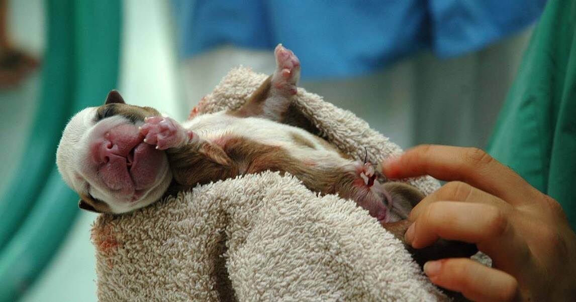 What to do When Your Dog is Pregnant for the First Time?