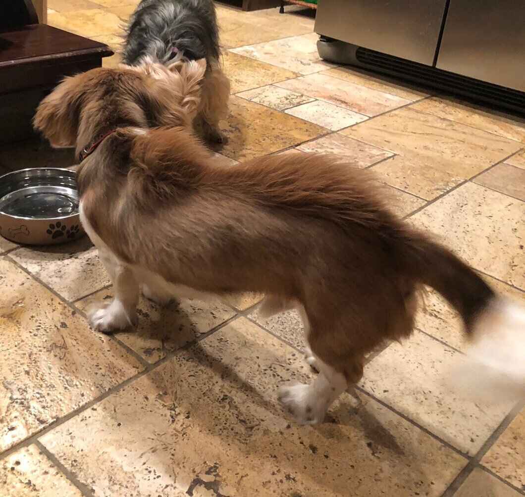 Understanding Dog Sign Language, Body Language & Behaviour: Explained