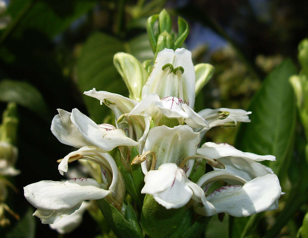 Adusa Plant Benefits: How To Use And Precautions