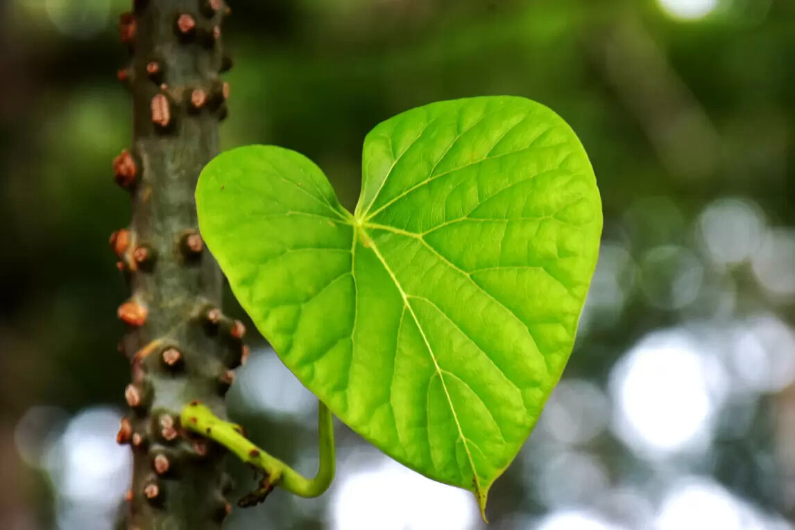 Benefits Of Guduchi: Uses, Precautions And Side Effects