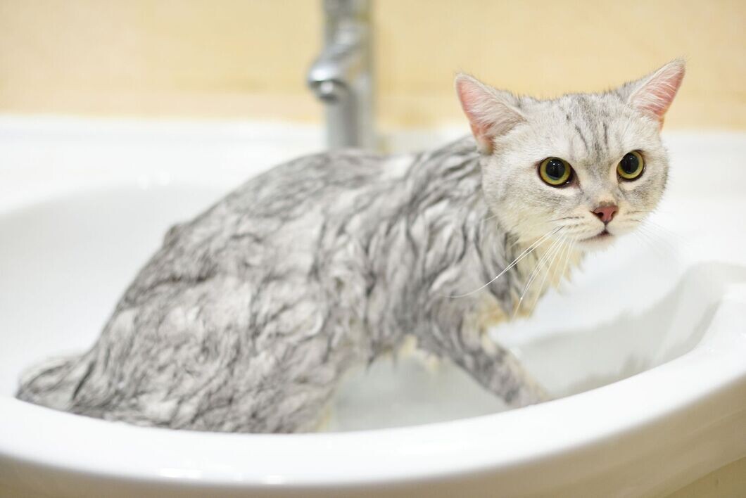 When And How To Give Cat a Bath: Everything Explained