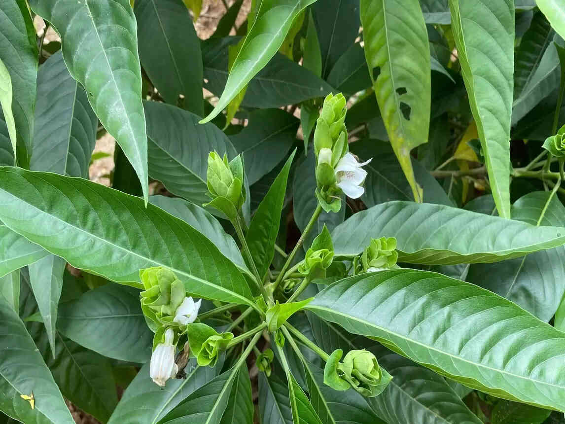 Adusa Plant Benefits: How To Use And Precautions