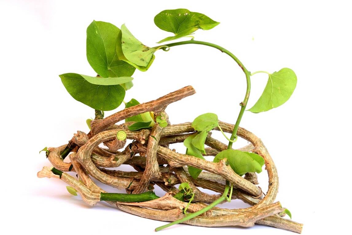 Benefits Of Guduchi: Uses, Precautions And Side Effects