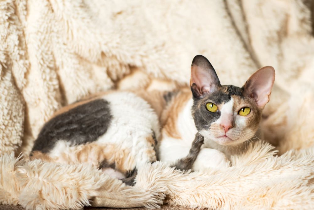 Cornish Rex Cat Breed Information, Characteristics & How to Take Care