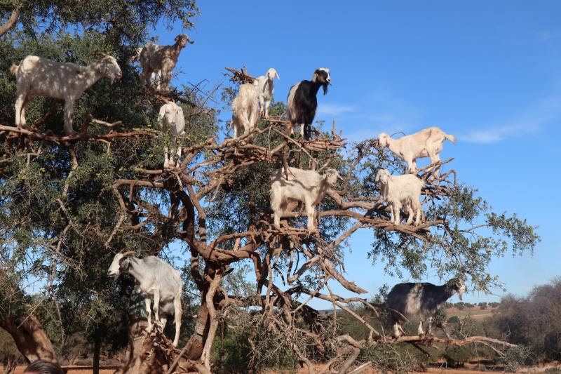 Best Time to Visit Morocco: Seasons To Visit & Tips For Travelling